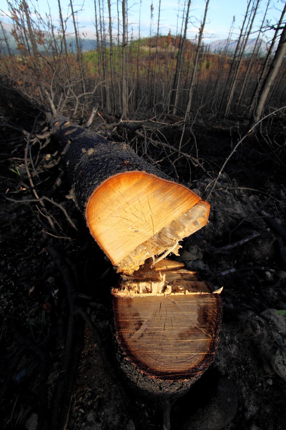 Forestry Management in Alaska | Ground Truth Alaska