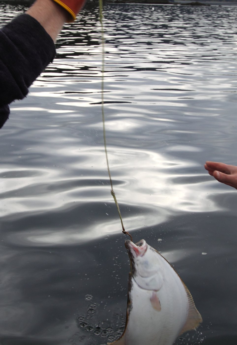 Climate Change and Alaska Fisheries | Ground Truth Alaska