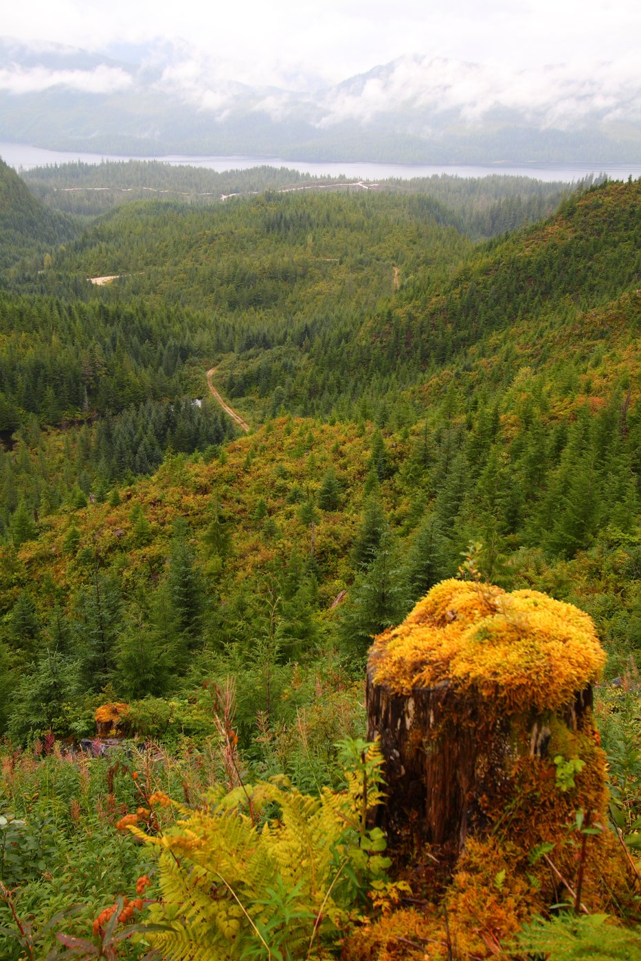 Logging on the Tongass National Forest | Ground Truth Alaska