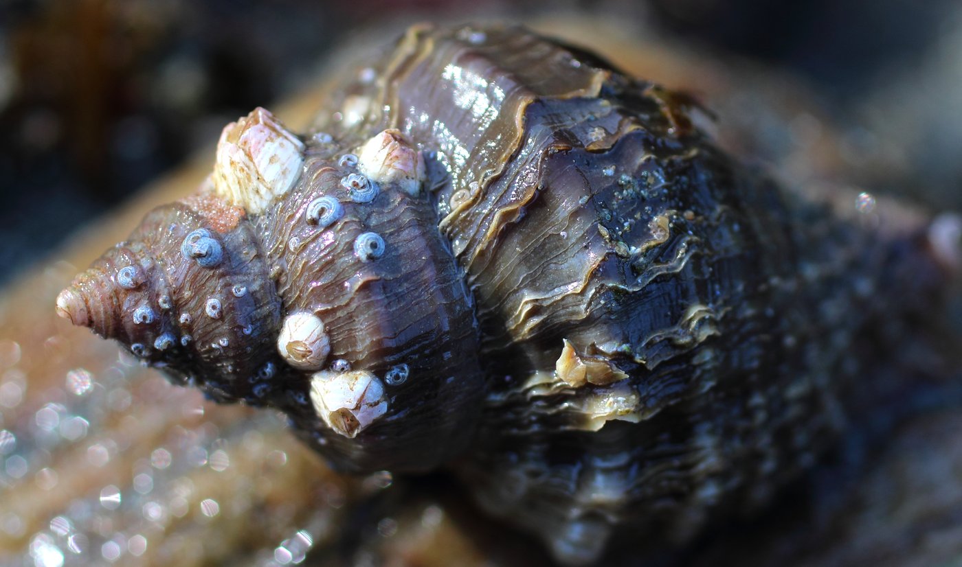 Ocean Acidification | Ground Truth Alaska